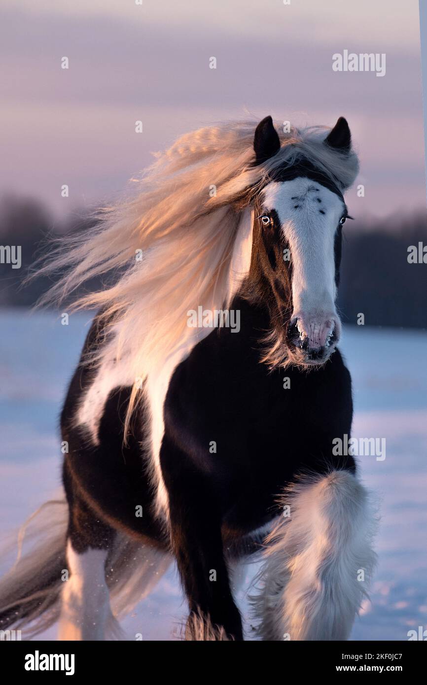 Irish Tinker in Winter Stock Photo - Alamy