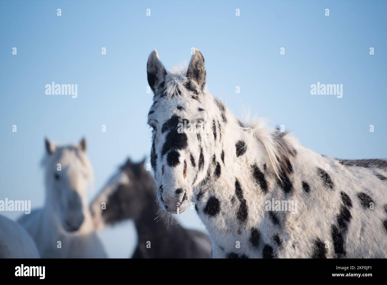 Irish mule hi-res stock photography and images - Alamy