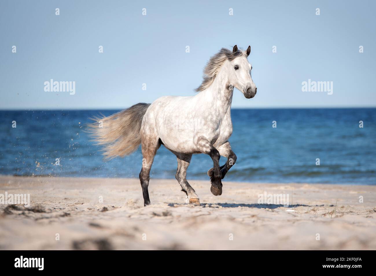Purebred connemara horse hi-res stock photography and images - Alamy