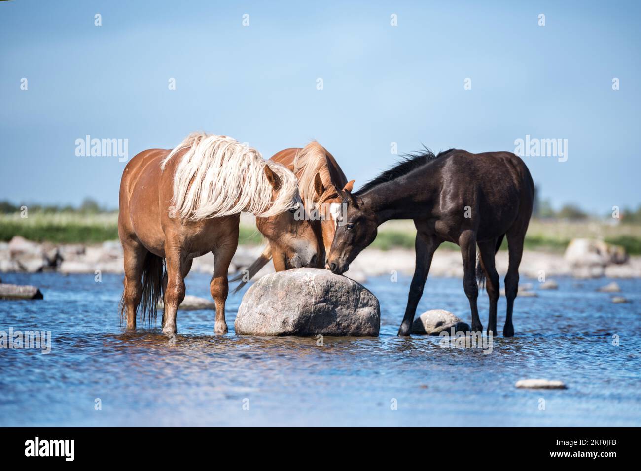 Swedish coldblood in the water Stock Photo - Alamy