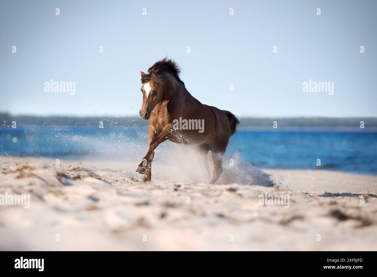 Sorrel cob hi-res stock photography and images - Alamy