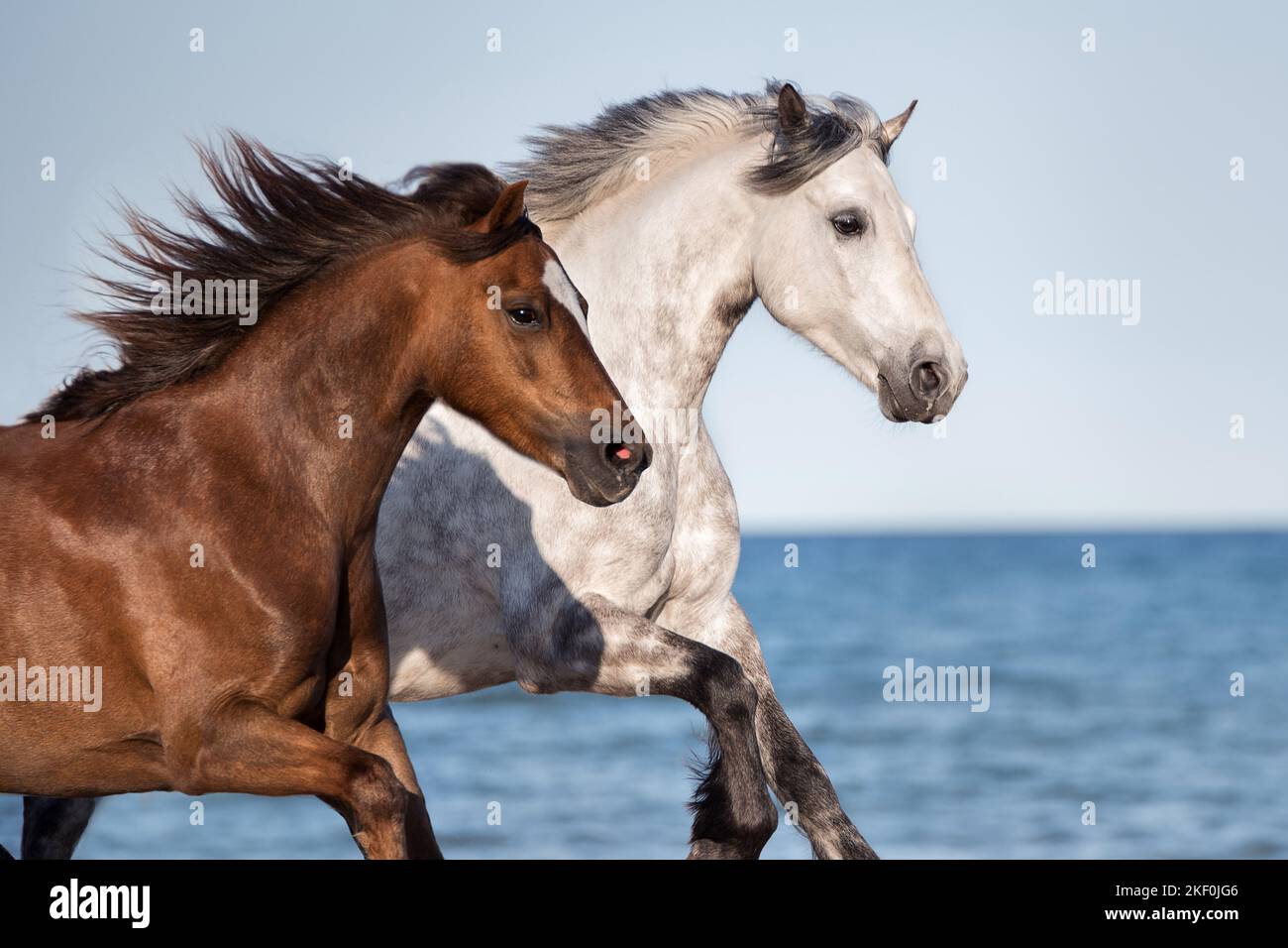 Welsh Cob and Connemara Stock Photo - Alamy