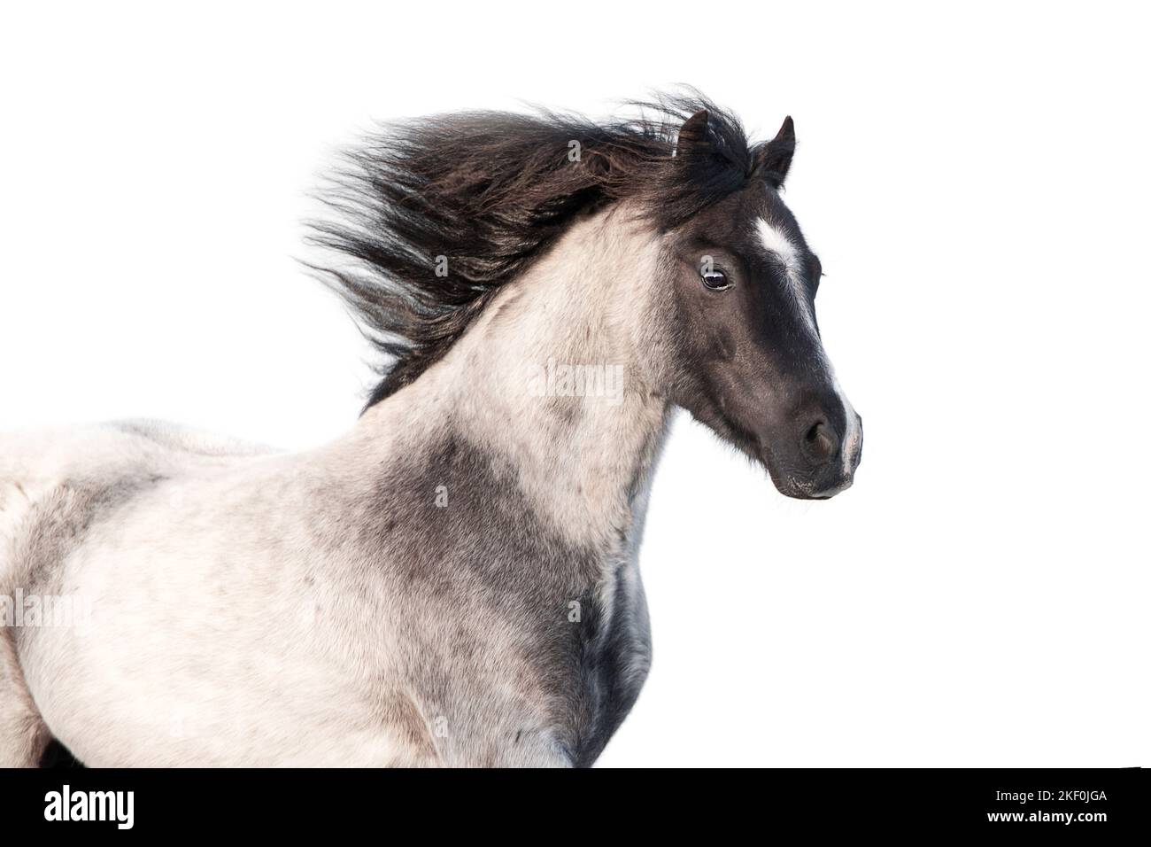 Welsh Pony portrait Stock Photo - Alamy