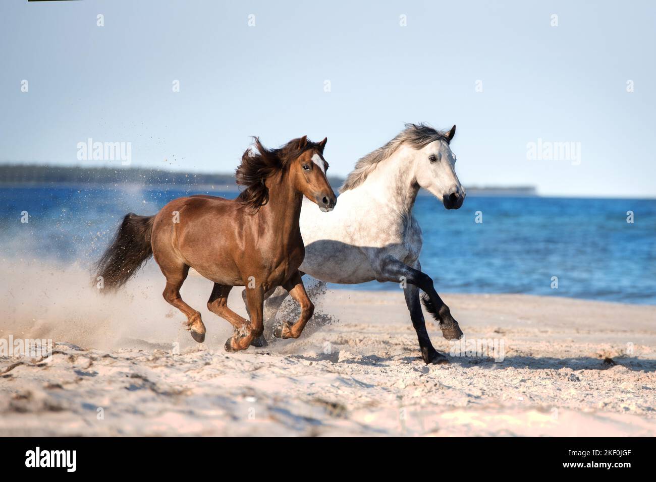 Purebred connemara horse hi-res stock photography and images - Alamy