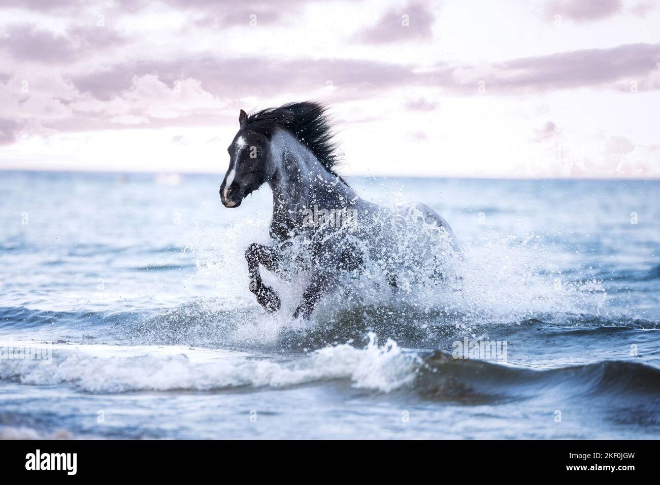 Welsh pony by the sea Stock Photo - Alamy