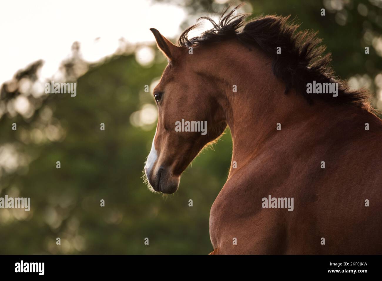 Swedish marking hi-res stock photography and images - Alamy