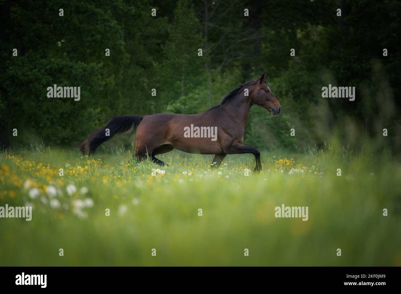 trotting Swedish Warmblood Stock Photo - Alamy