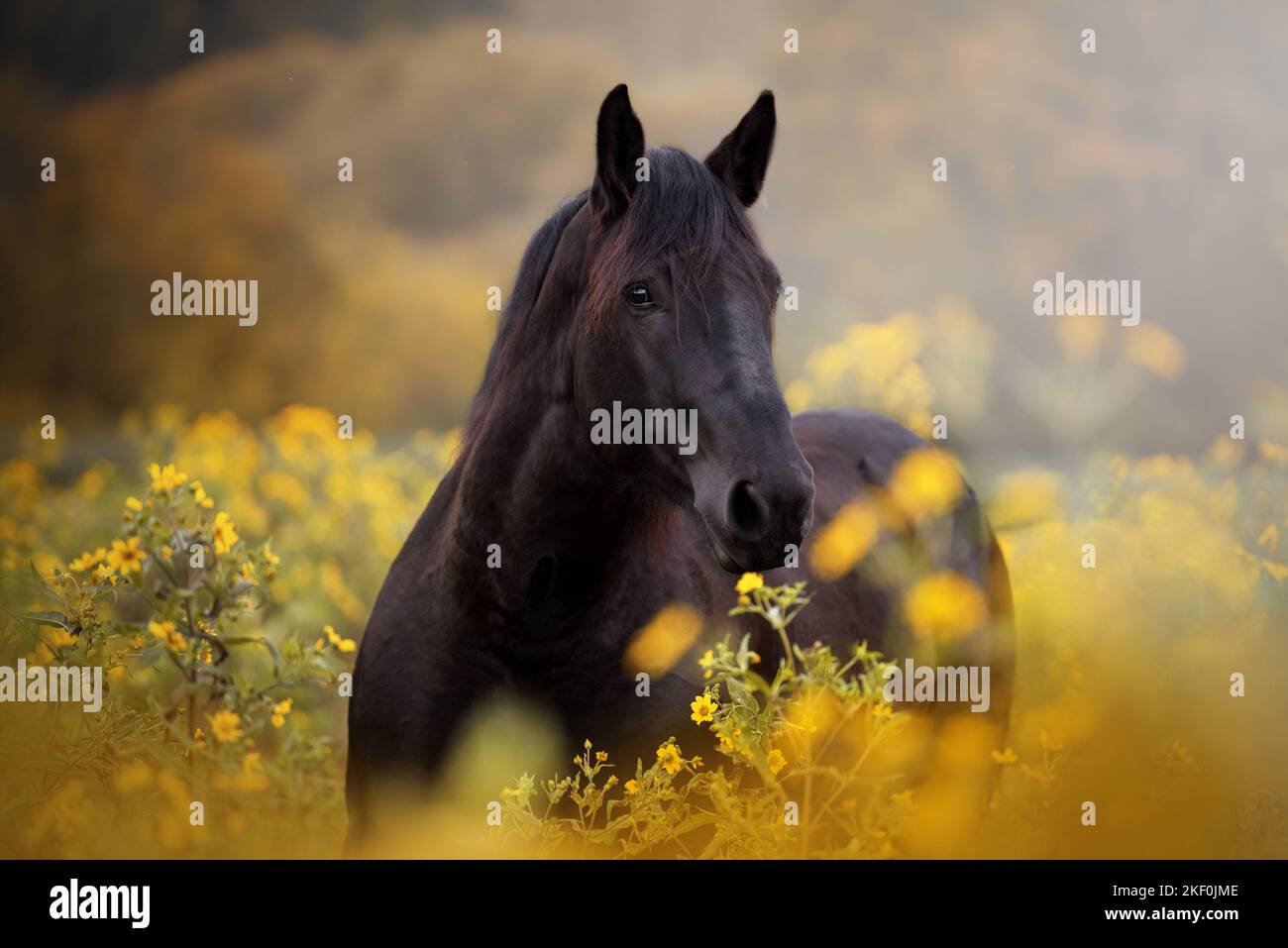 Noriker Horse portrait Stock Photo - Alamy