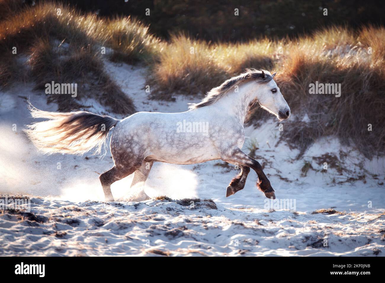 Connemara at the sea Stock Photo - Alamy