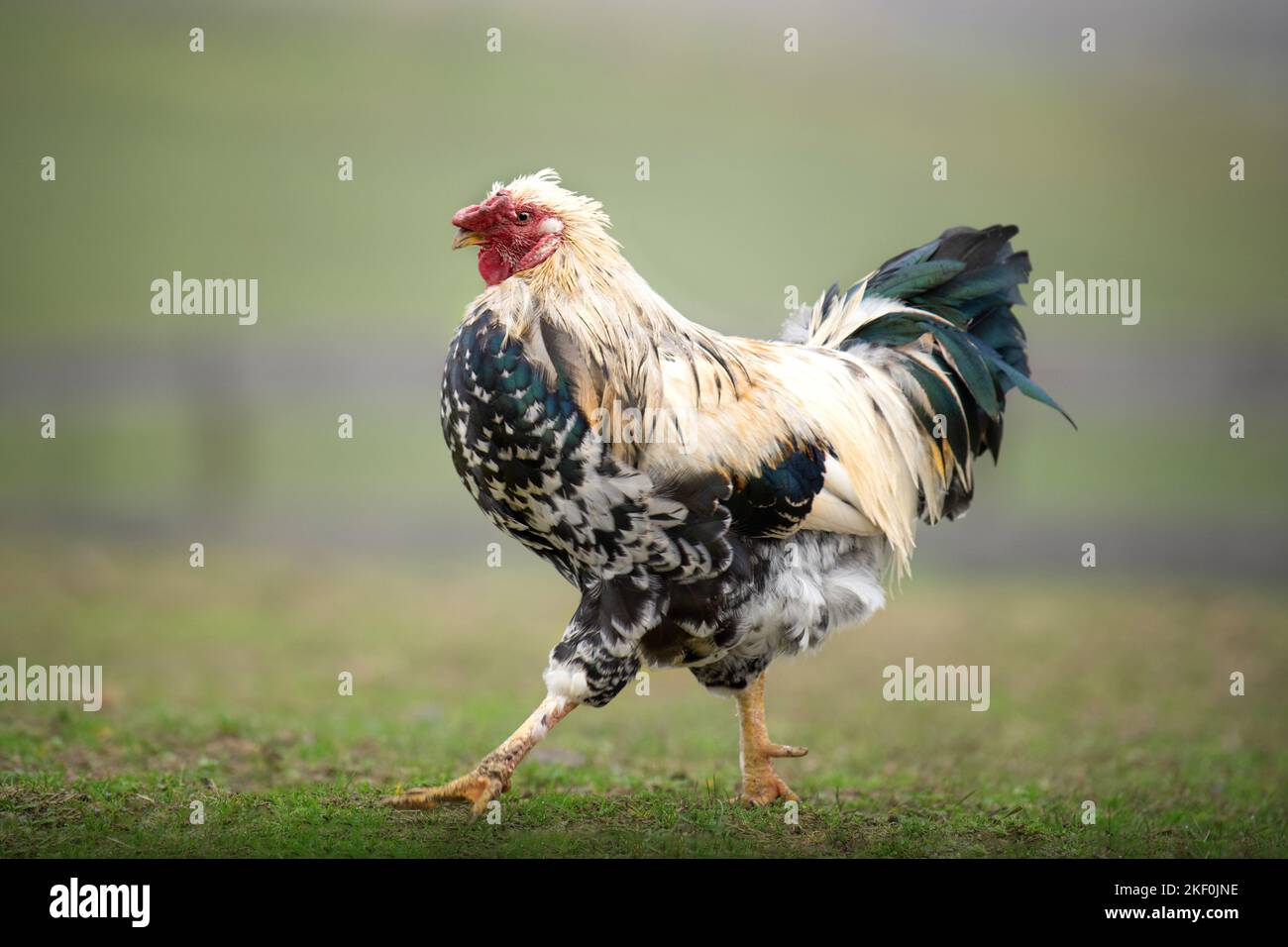 Chicken run female hi-res stock photography and images - Alamy