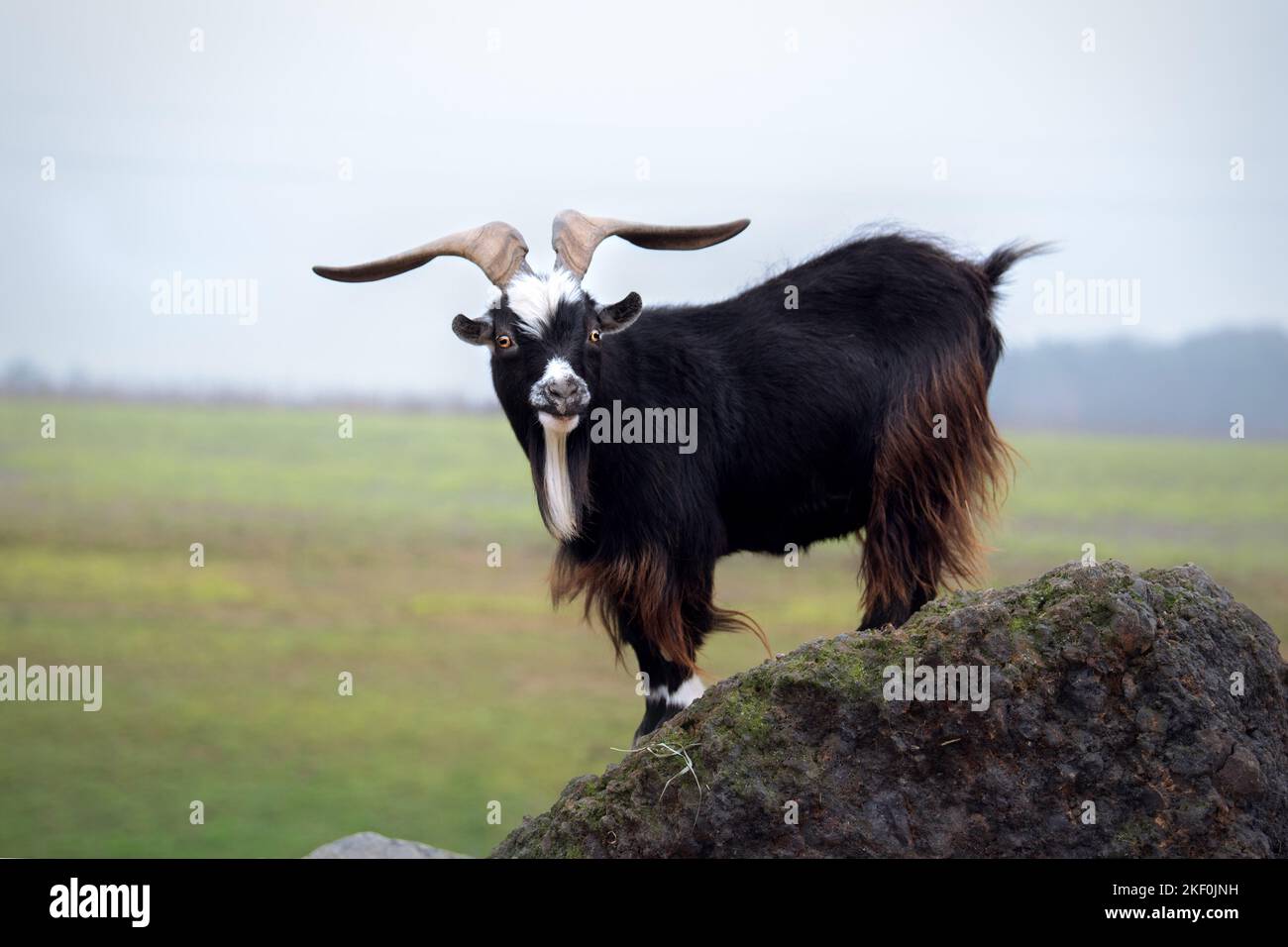 Longhair goat hi-res stock photography and images - Alamy