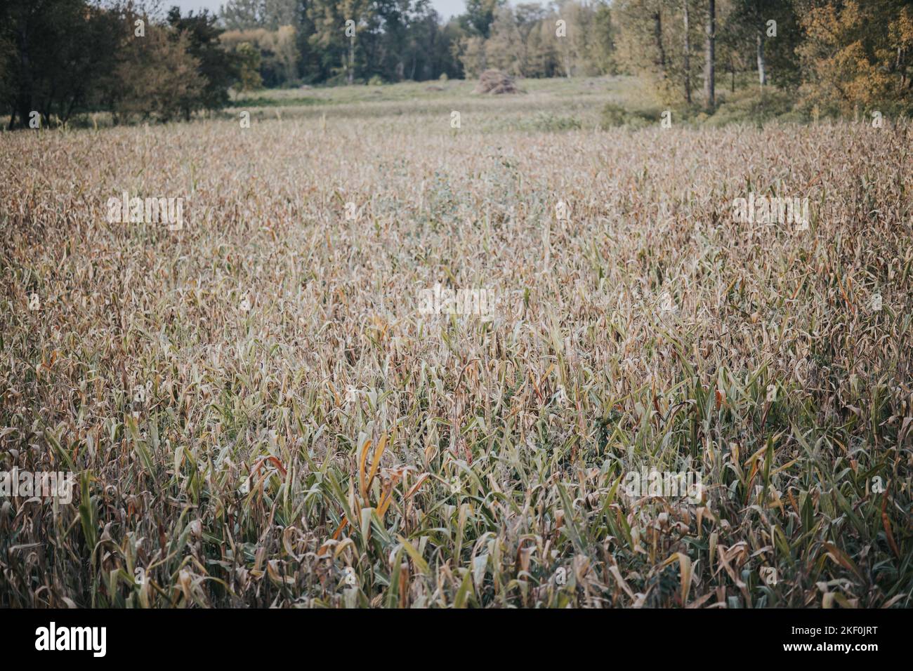An aerial view of corn field surrounded by dense trees Stock Photo - Alamy
