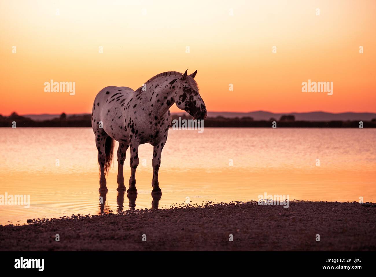 standing Noriker Horse Stock Photo - Alamy