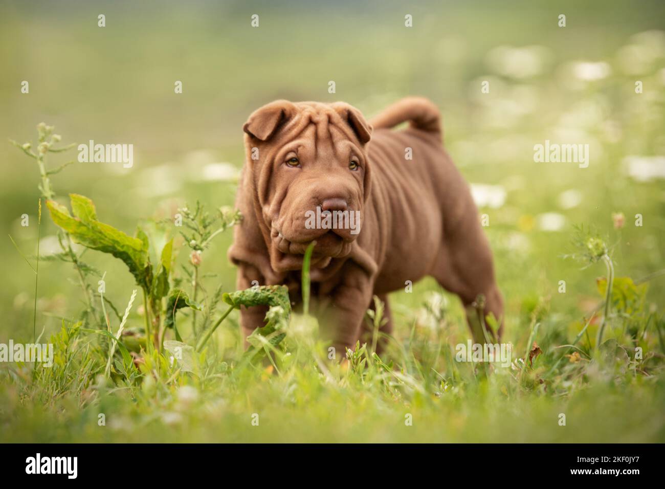 standing Shar Pei Puppy Stock Photo - Alamy