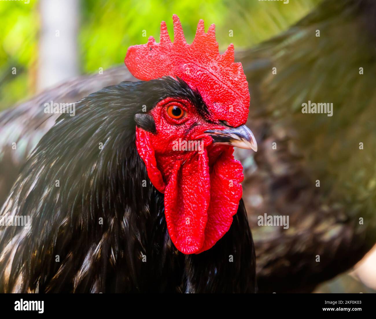 Australorp chicken with its face in closeup, also known as black ...