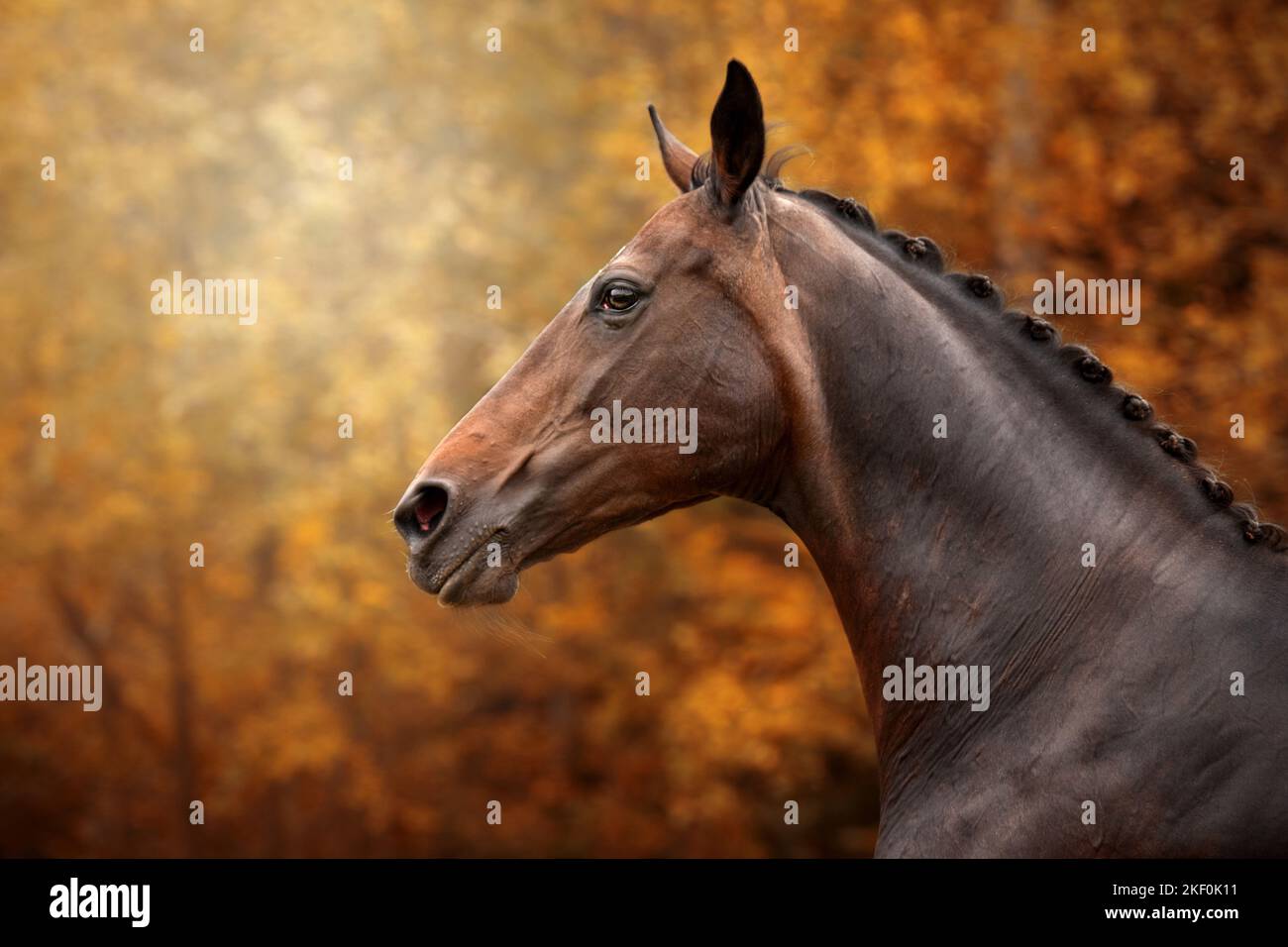 Warmblood Horse portrait Stock Photo - Alamy