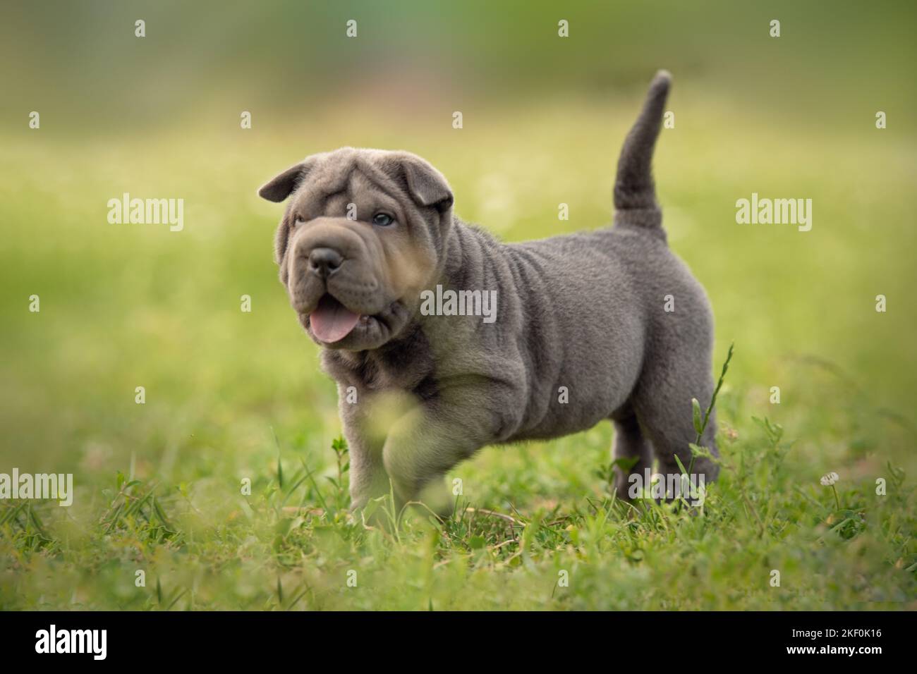 walking Shar Pei Puppy Stock Photo - Alamy