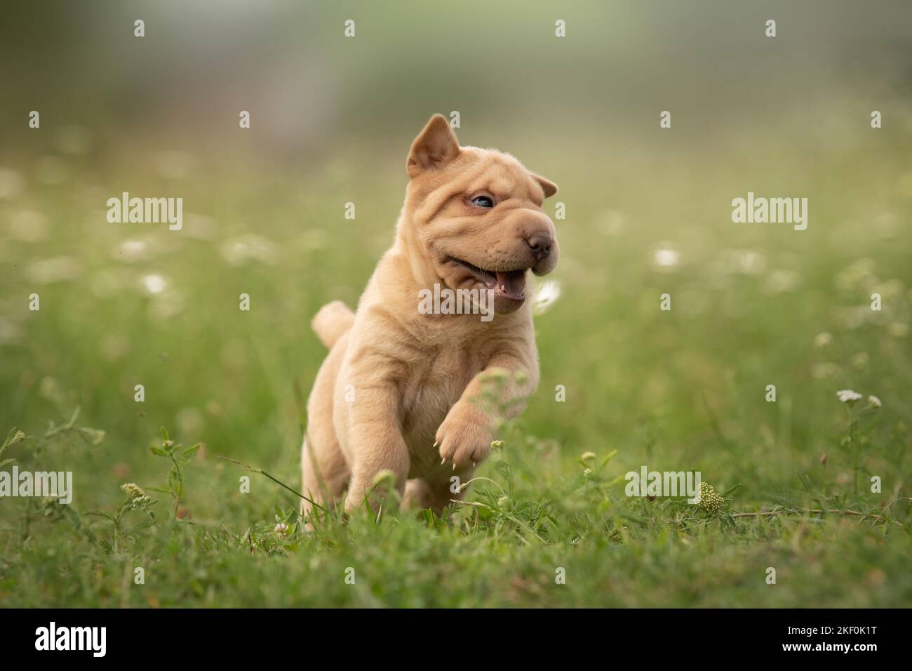 running Shar Pei Puppy Stock Photo - Alamy