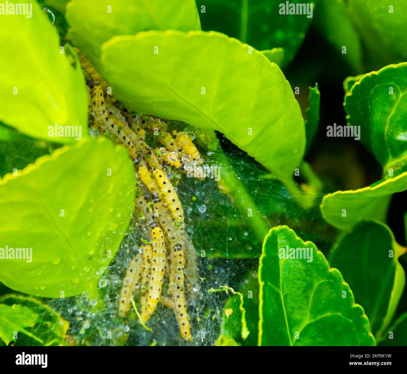 caterpillar nest of a box tree moth, infested buxus, box wood plague ...