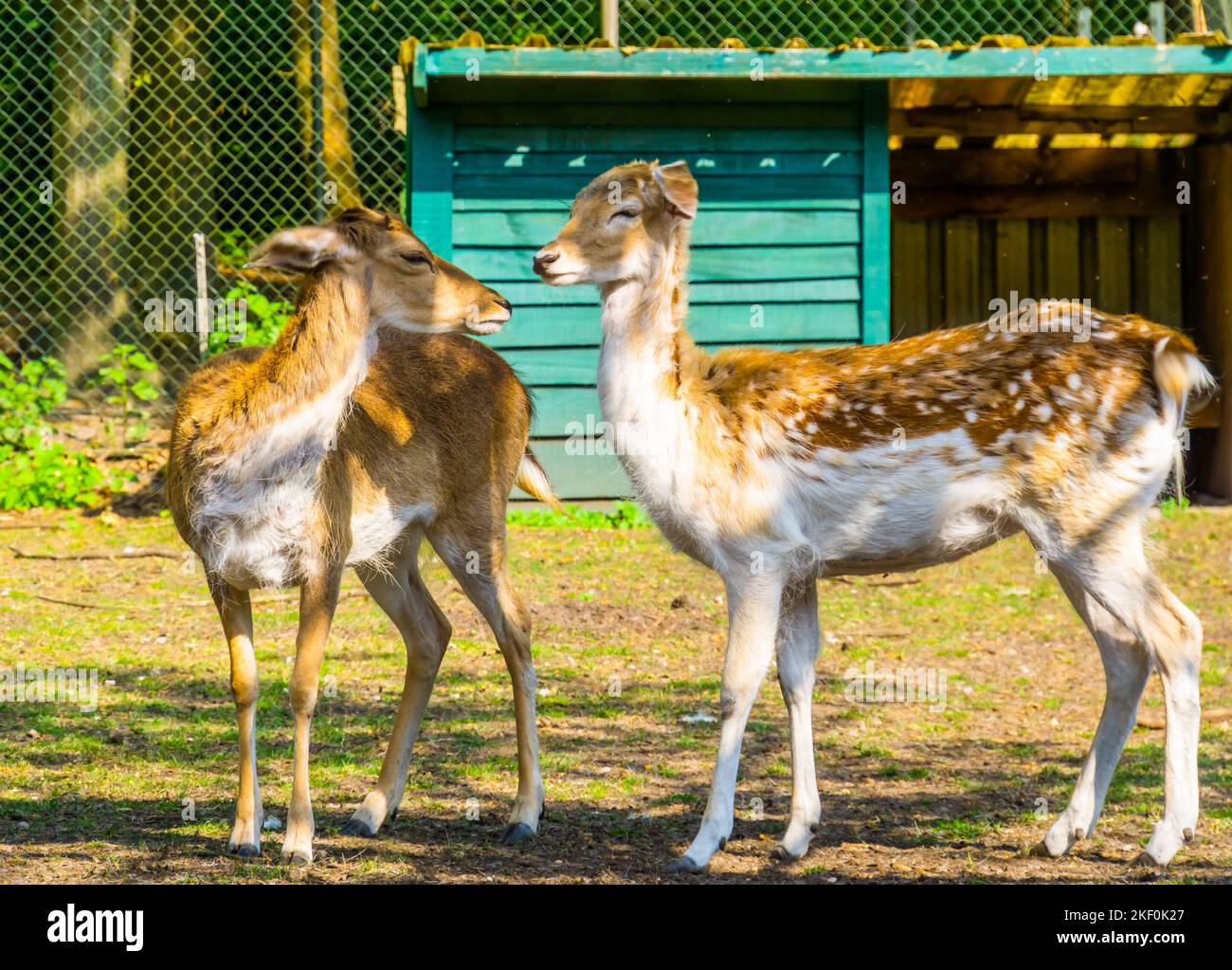 European fallow deer have intimate social interaction, Cute deers ...