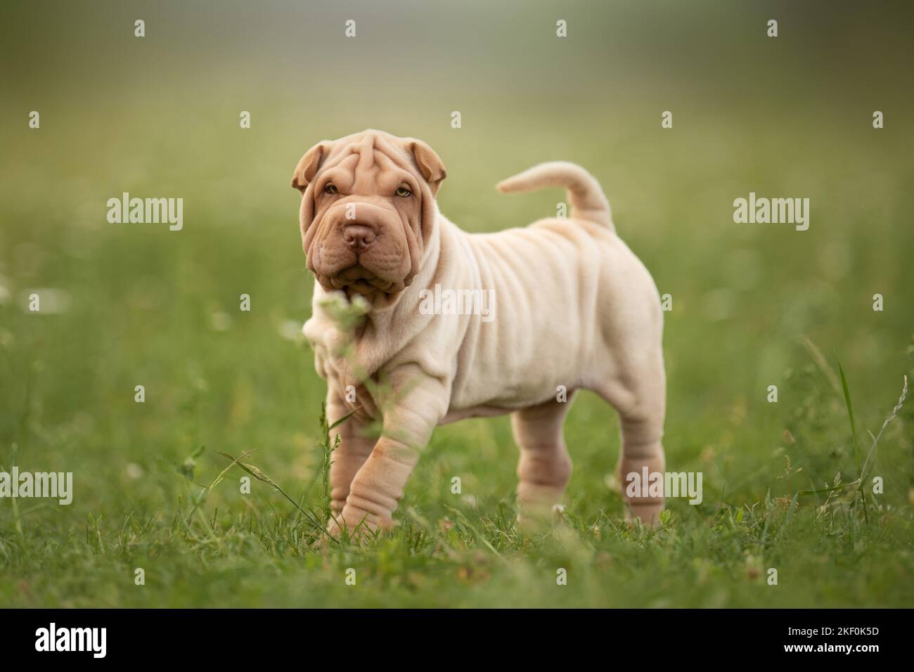 standing Shar Pei Puppy Stock Photo - Alamy