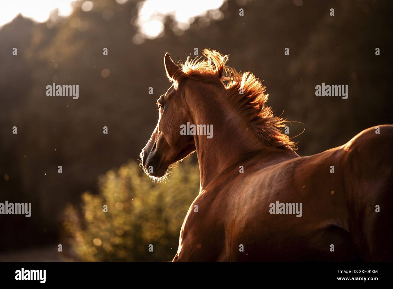 Austrian Warmblood Portrait Stock Photo - Alamy