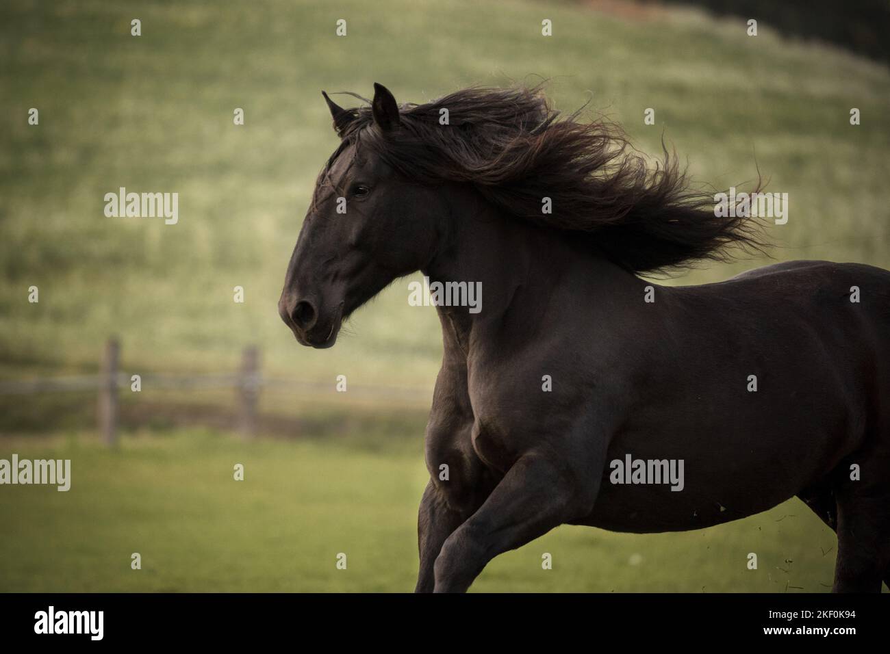 Noriker horses meadow hi-res stock photography and images - Alamy