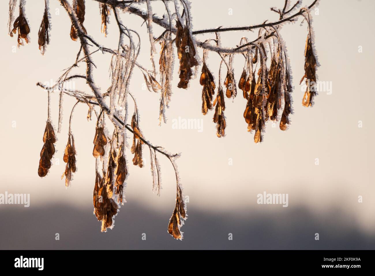 A selective shot of frozen ash tree leaves on a blurred grayish ...