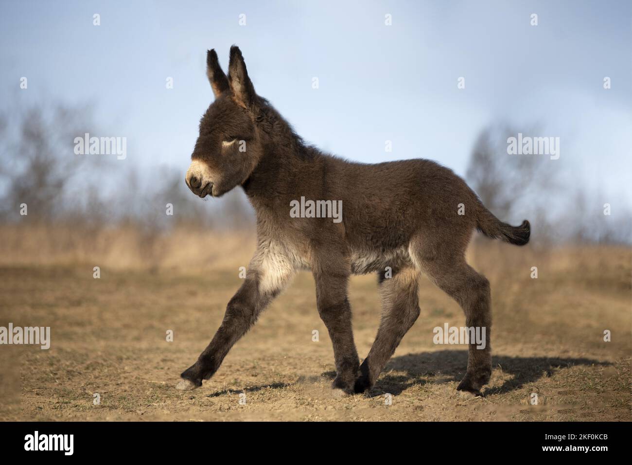 running Donkey foal Stock Photo - Alamy