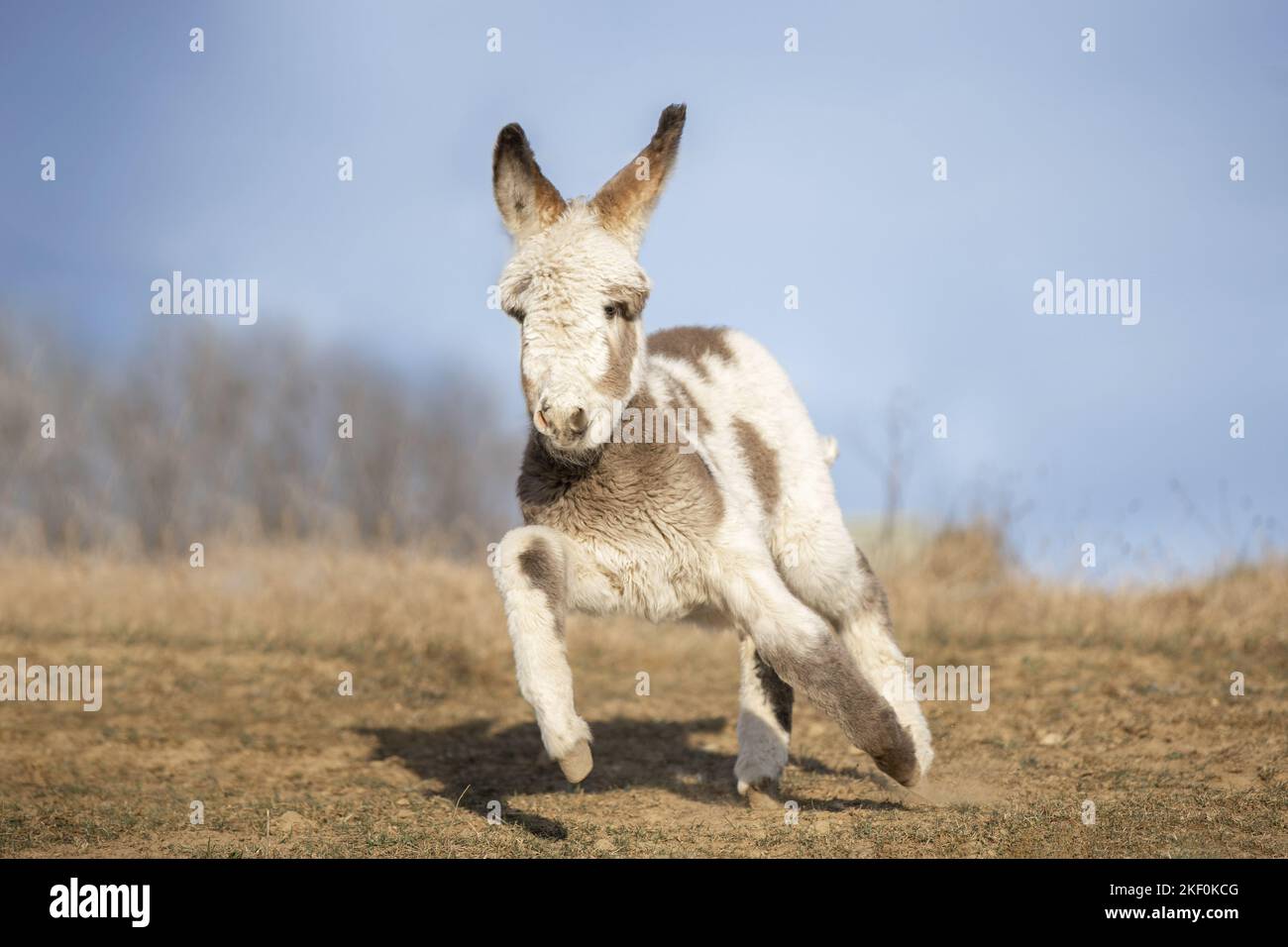 running Donkey foal Stock Photo - Alamy