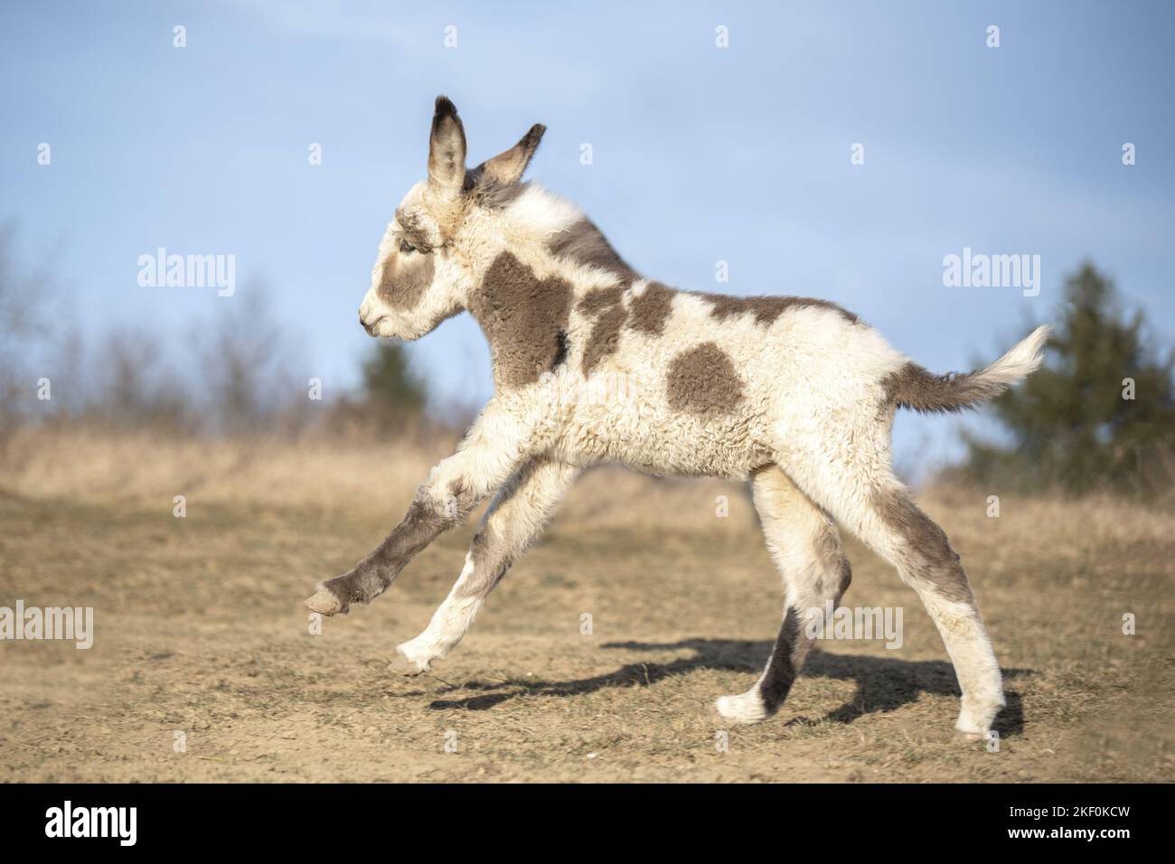 running Donkey foal Stock Photo - Alamy
