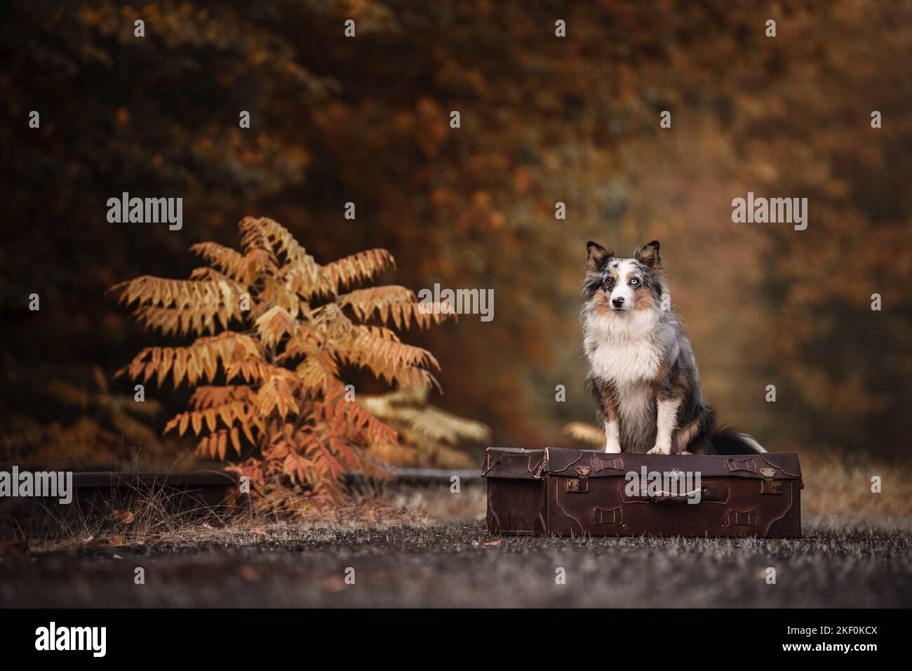 sitting Australian Shepherd Stock Photo - Alamy