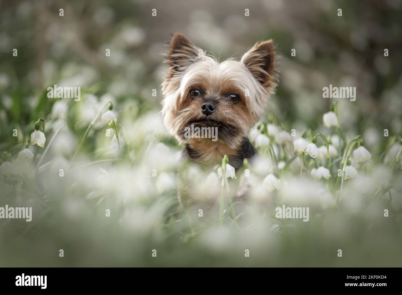 Yorkshire Terrier portrait Stock Photo - Alamy