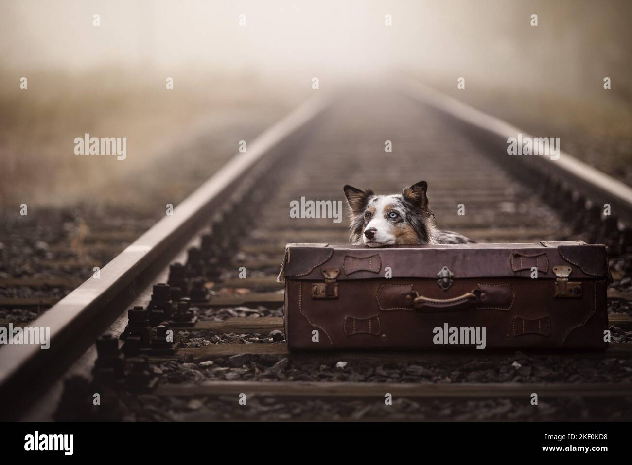 Australian Shepherd portrait Stock Photo - Alamy