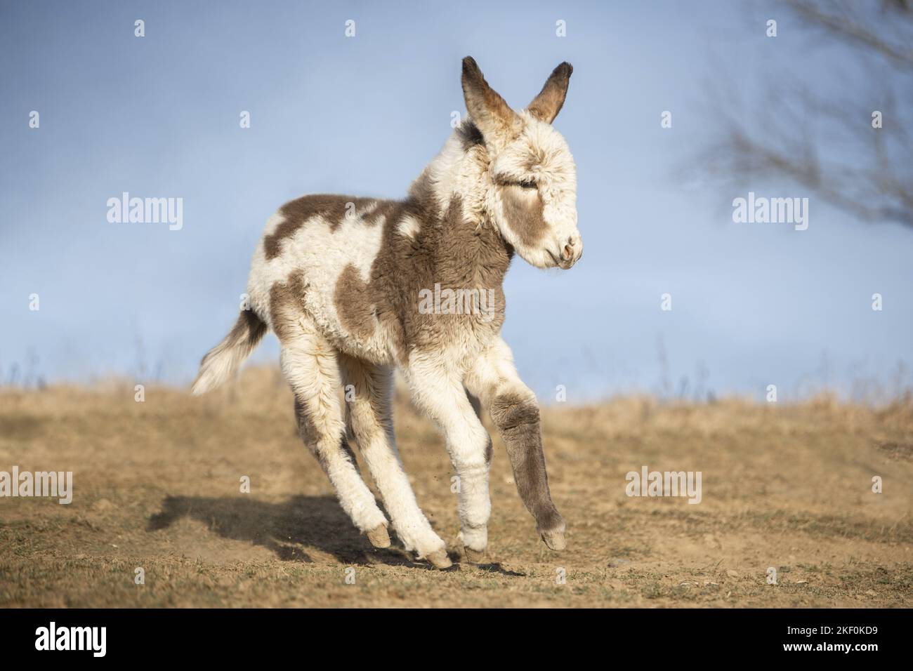 running Donkey foal Stock Photo - Alamy
