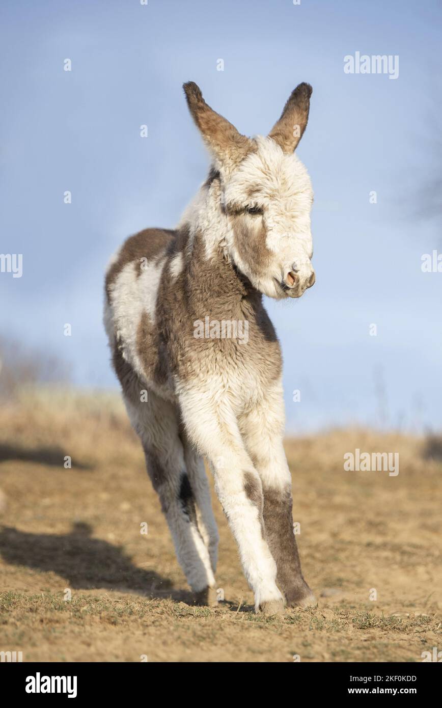 running Donkey foal Stock Photo - Alamy