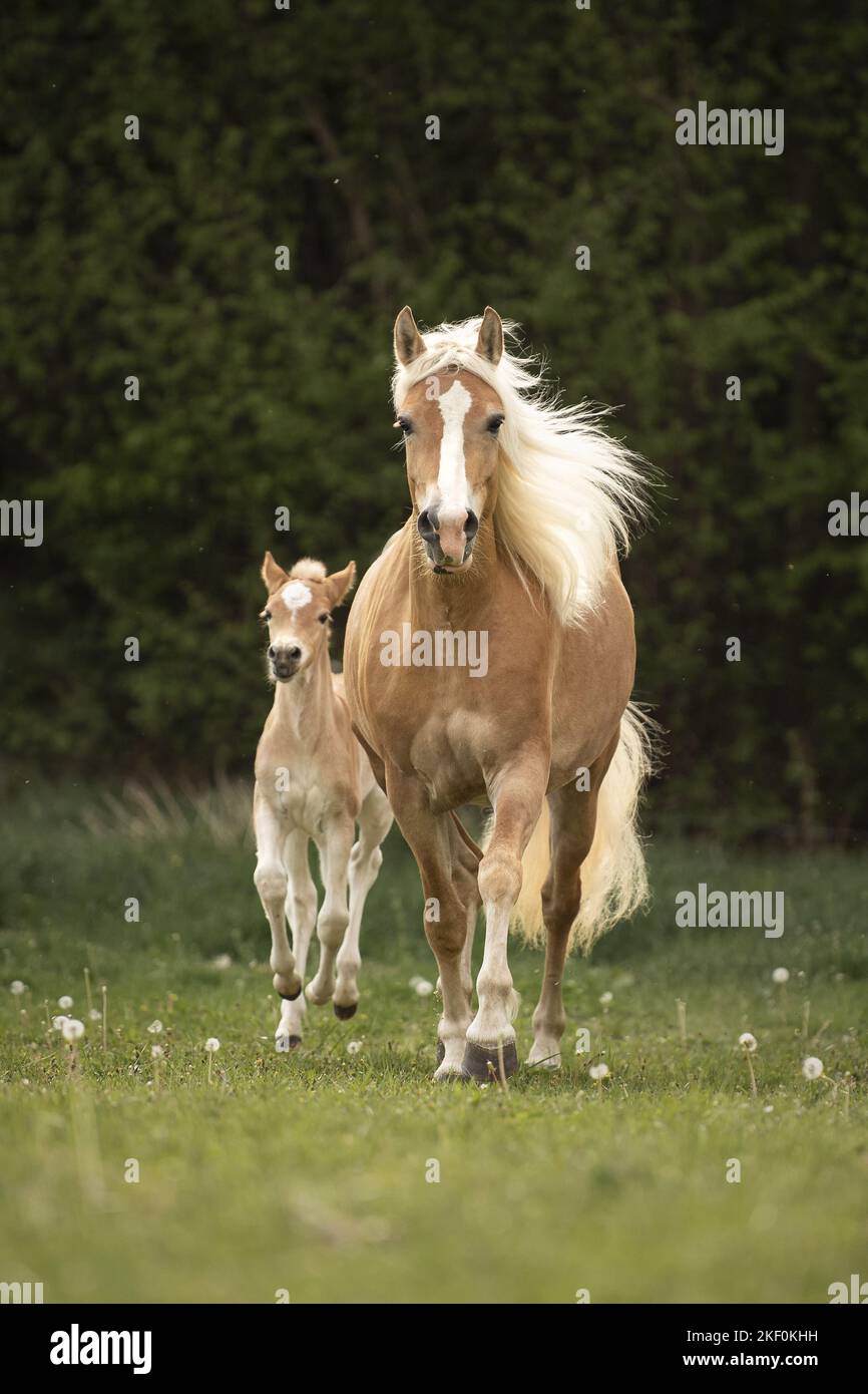 Haflinger Horse foal with mother Stock Photo - Alamy