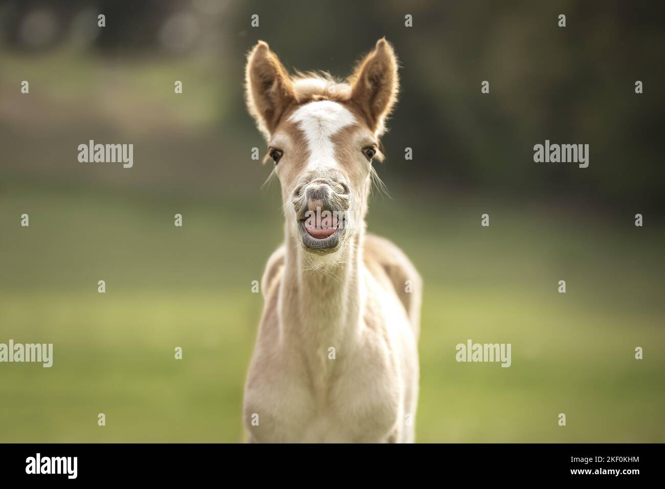 Haflinger Horse foal portrait Stock Photo - Alamy