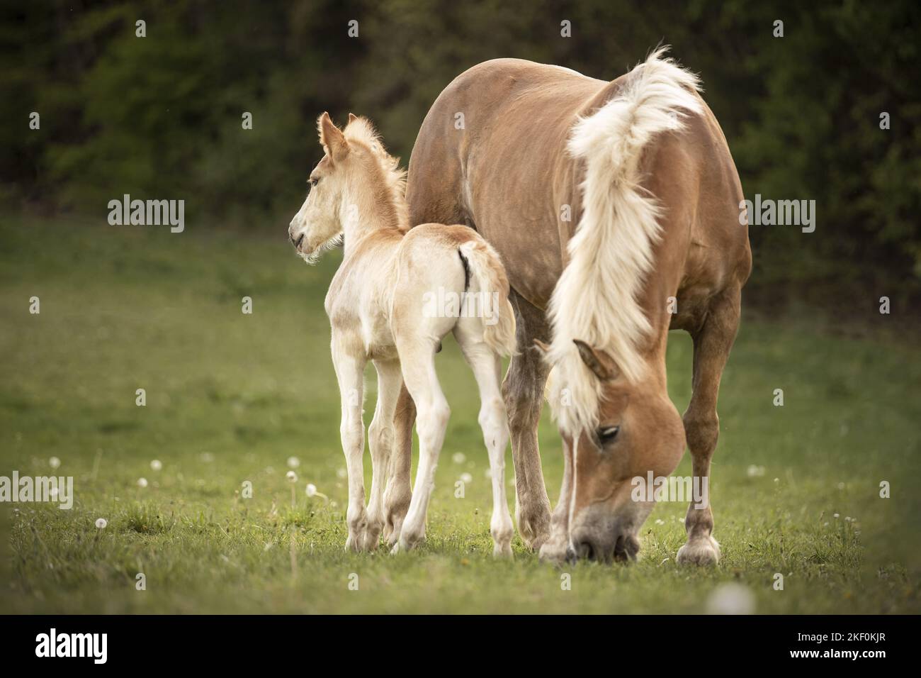Haflinger Horse foal with mother Stock Photo - Alamy