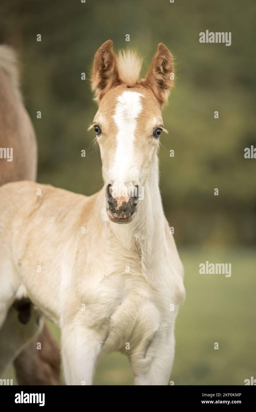 standing Haflinger Horse foal Stock Photo - Alamy
