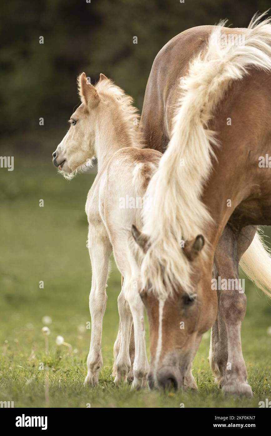 Haflinger Horse foal with mother Stock Photo - Alamy