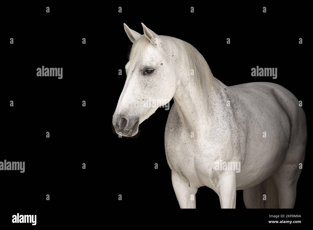 Lipizzaner cross hi-res stock photography and images - Alamy