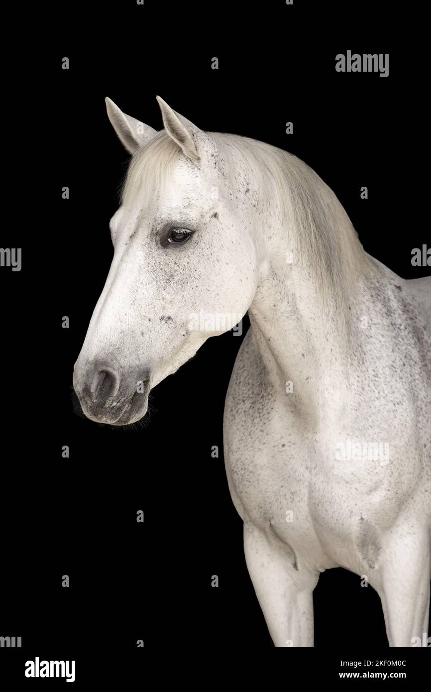 Lipizzaner cross hi-res stock photography and images - Alamy