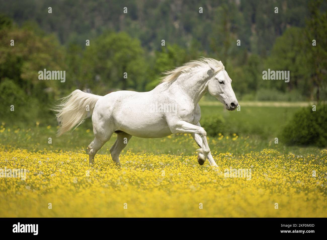 Lipizzaner cross hi-res stock photography and images - Alamy
