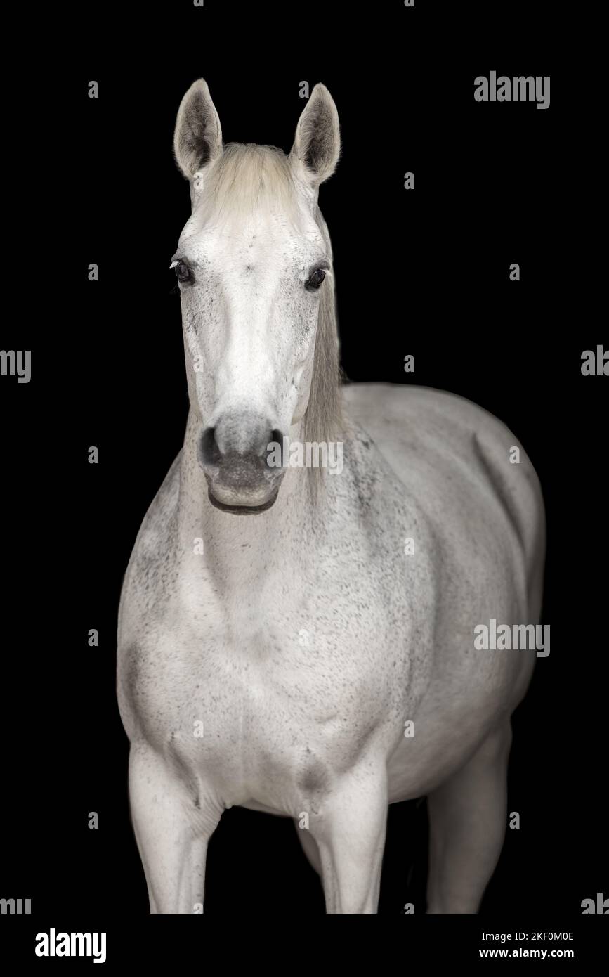 Lipizzaner cross hi-res stock photography and images - Alamy