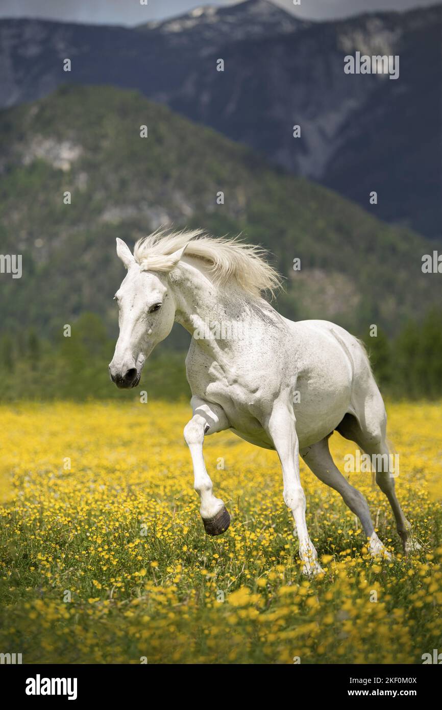 Lipizzaner cross hi-res stock photography and images - Alamy