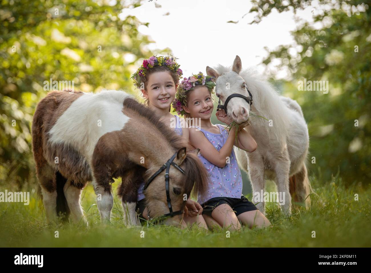 girls and Mini Shetland Ponies Stock Photo - Alamy