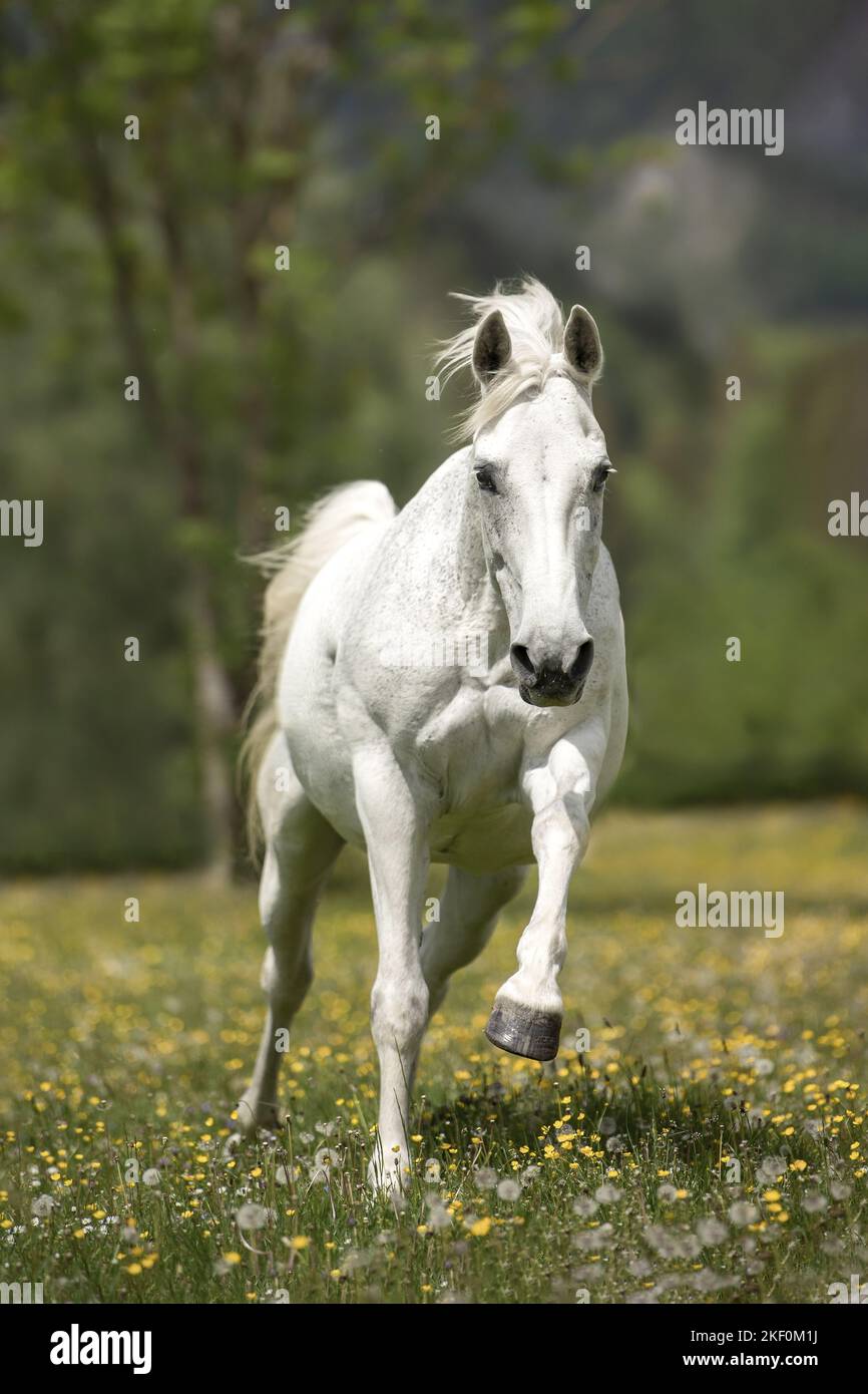 Lipizzaner cross hi-res stock photography and images - Alamy