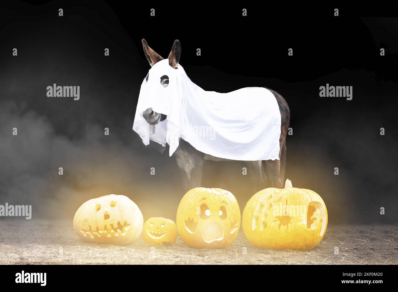 donkey at halloween Stock Photo - Alamy