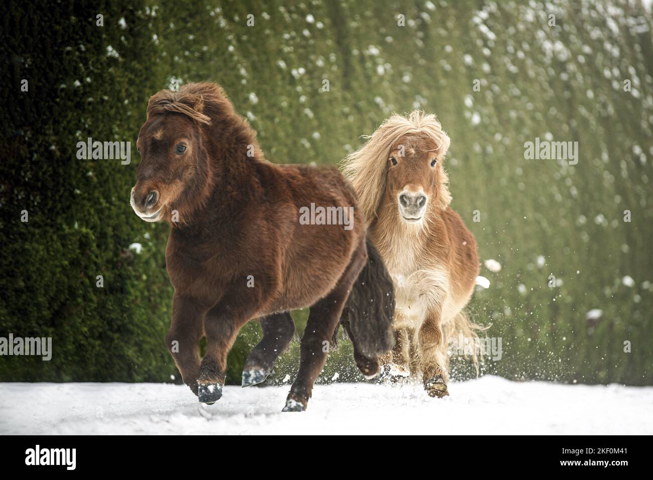 2 galloping Mini Shetland Ponies Stock Photo - Alamy